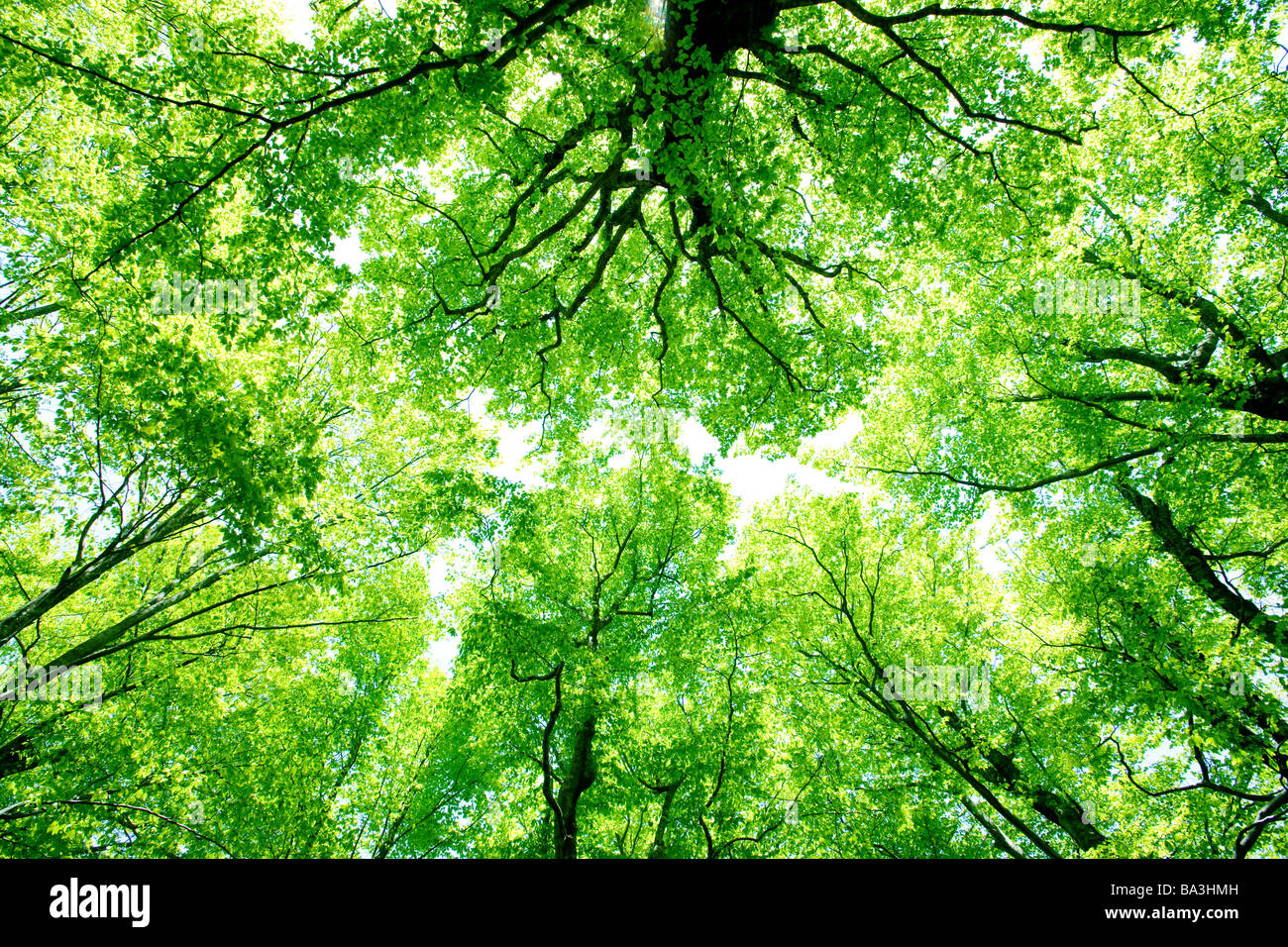 Sunrays Passing Through Beech Trees Stock Photo - Alamy Sunrays Passing Through Beech Trees Stock Photo - Alamy