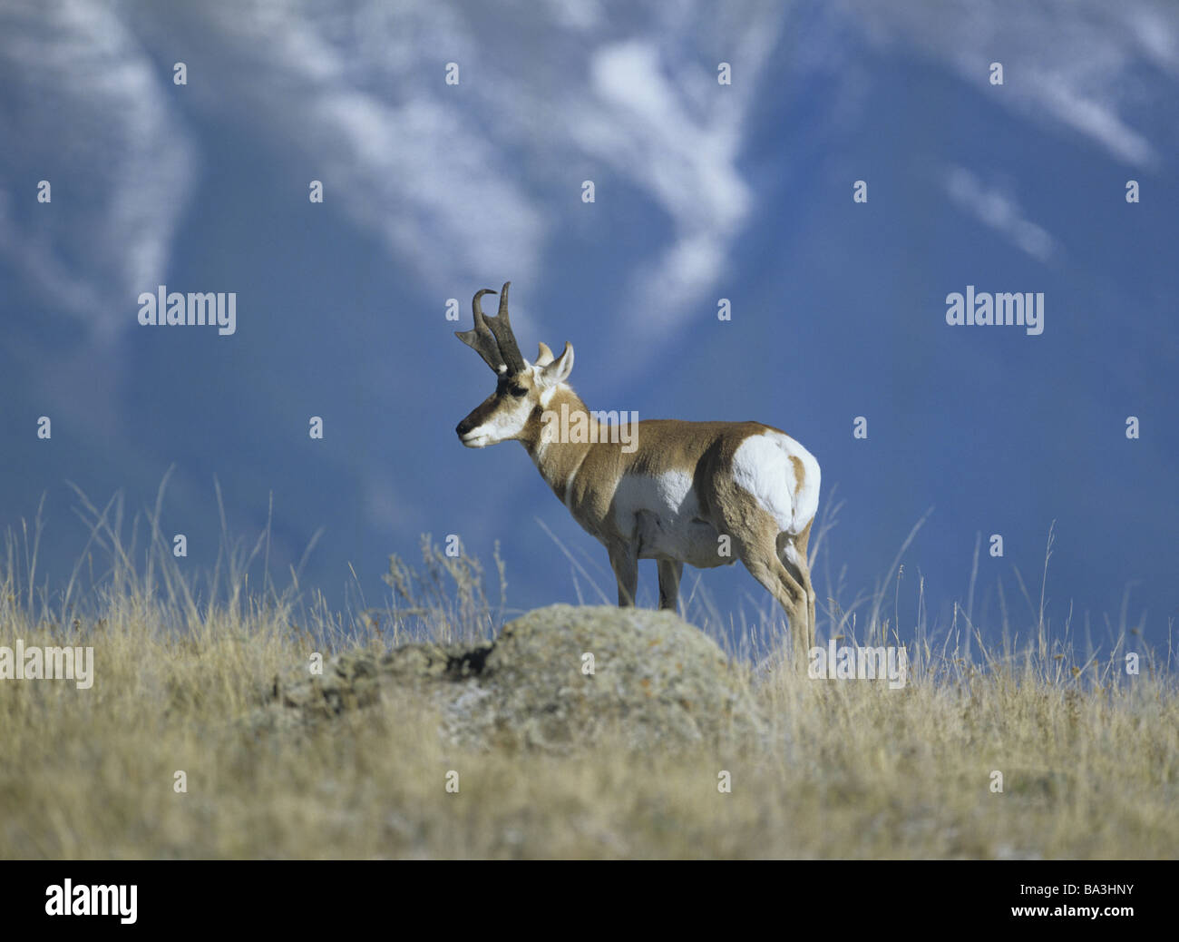 Fork buck hi-res stock photography and images - Alamy