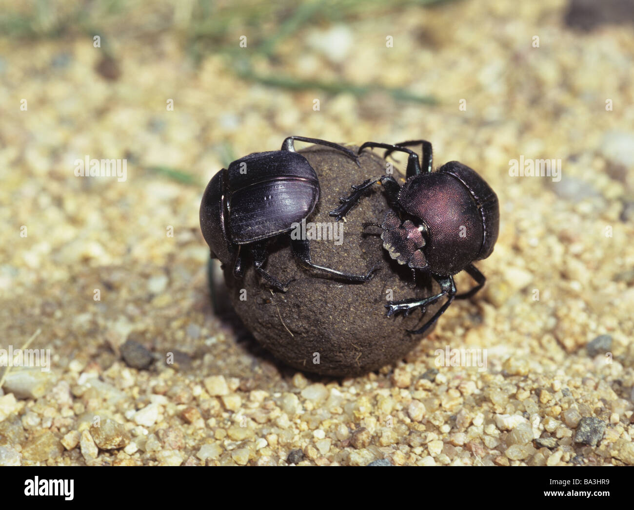 Ball of feces hi-res stock photography and images - Alamy