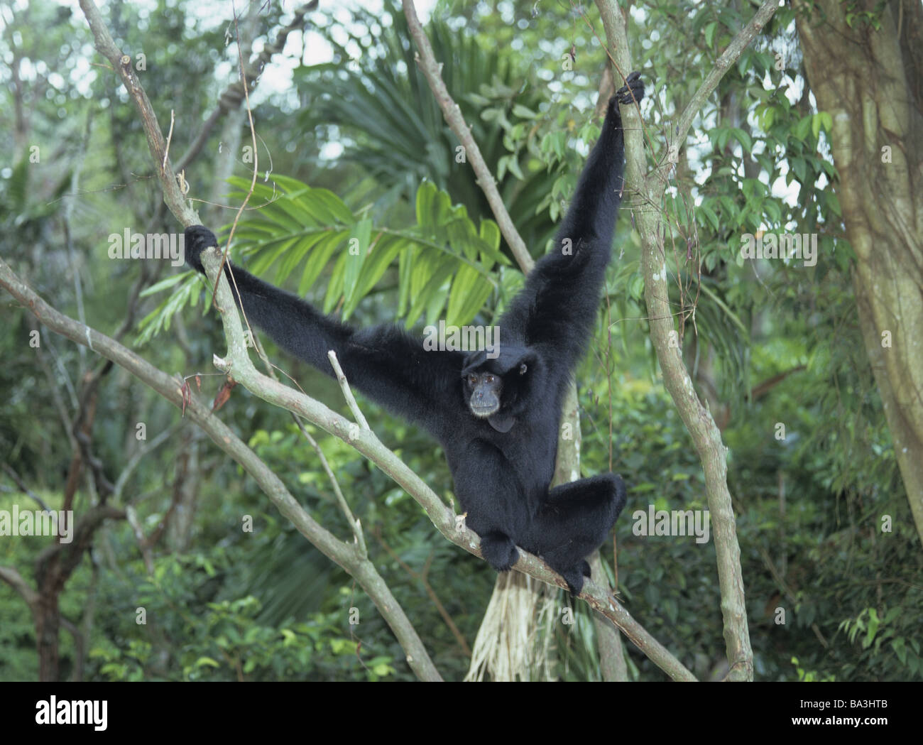 Siamango hi-res stock photography and images - Alamy
