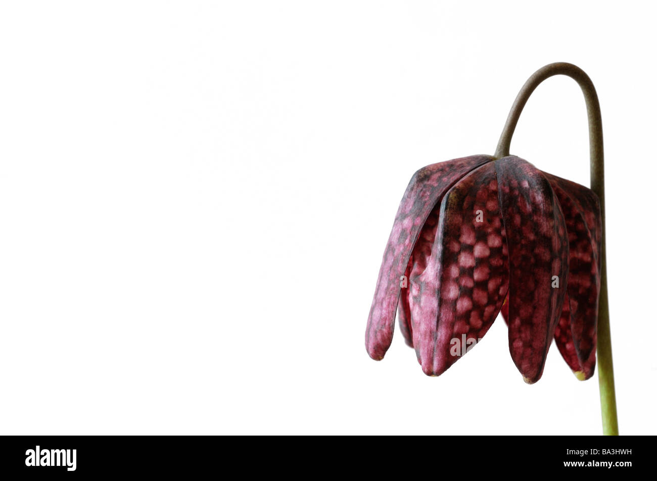 Chequered snakes head fritillary Cut Out Stock Images & Pictures - Alamy