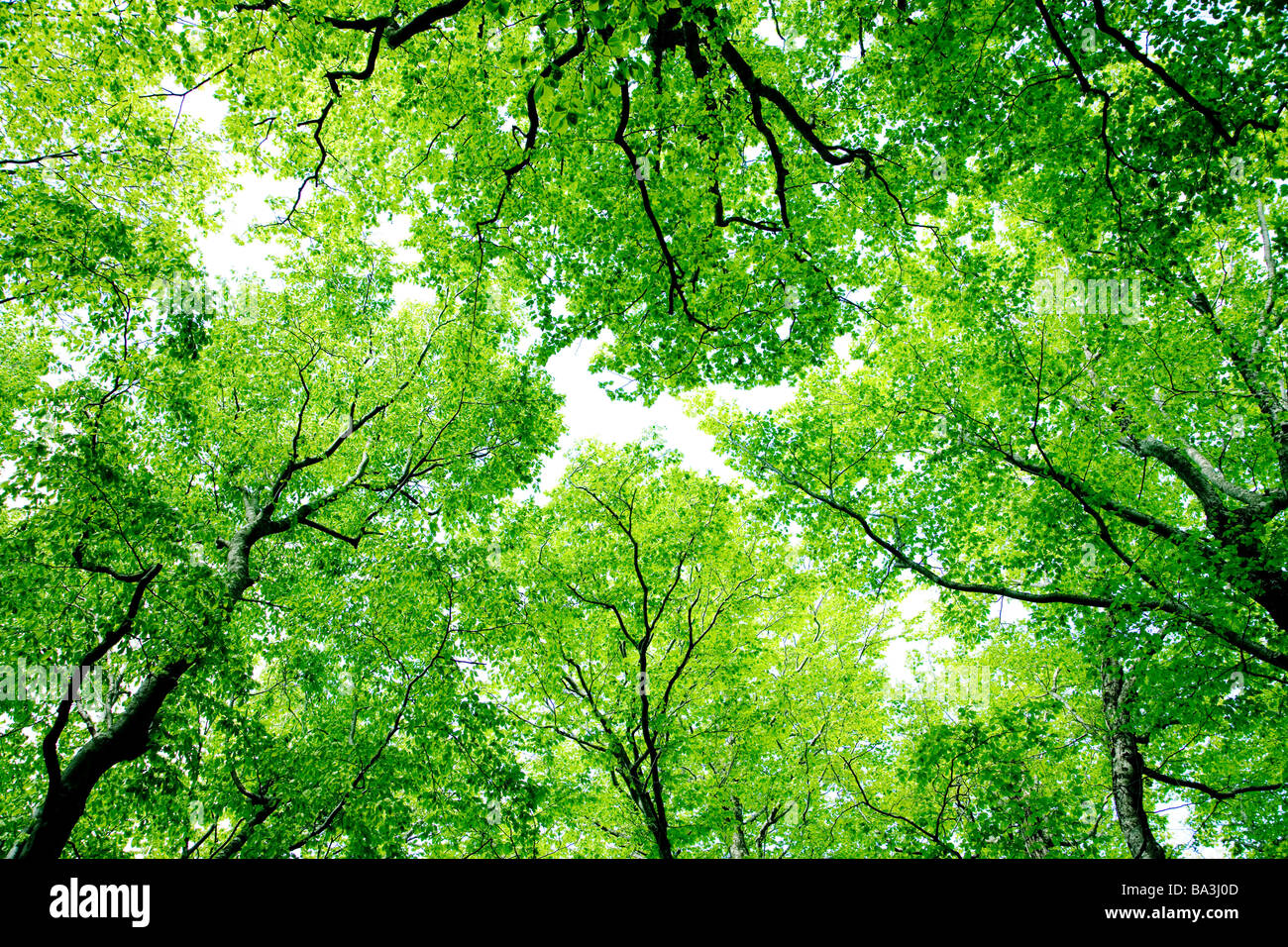 See through branches hi-res stock photography and images - Alamy