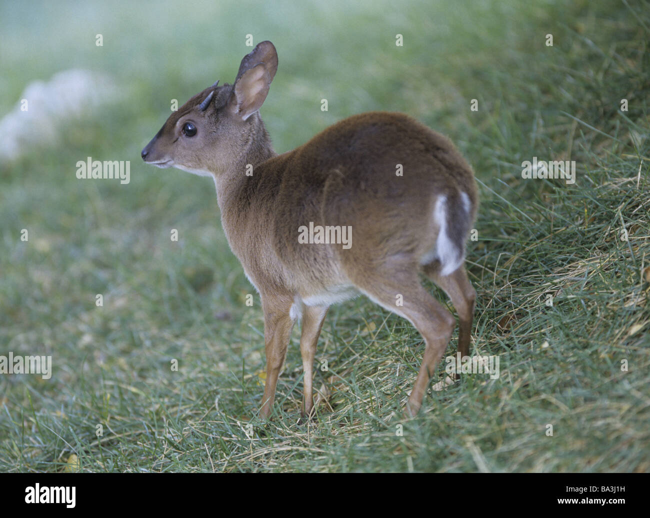 Dwarf antelope dwarf antelope neotragus hi-res stock photography and ...