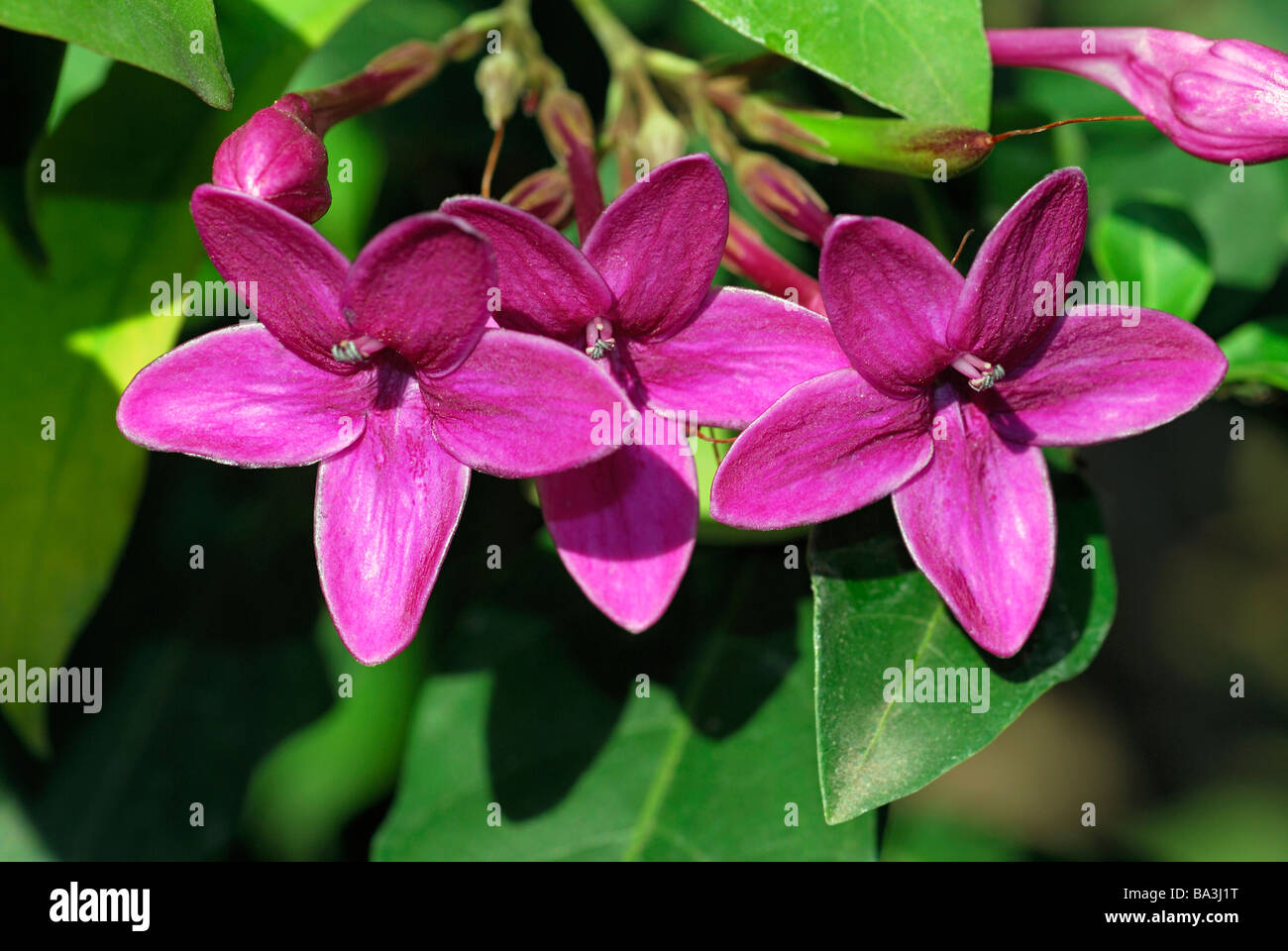 Three pink flowers Stock Photo - Alamy