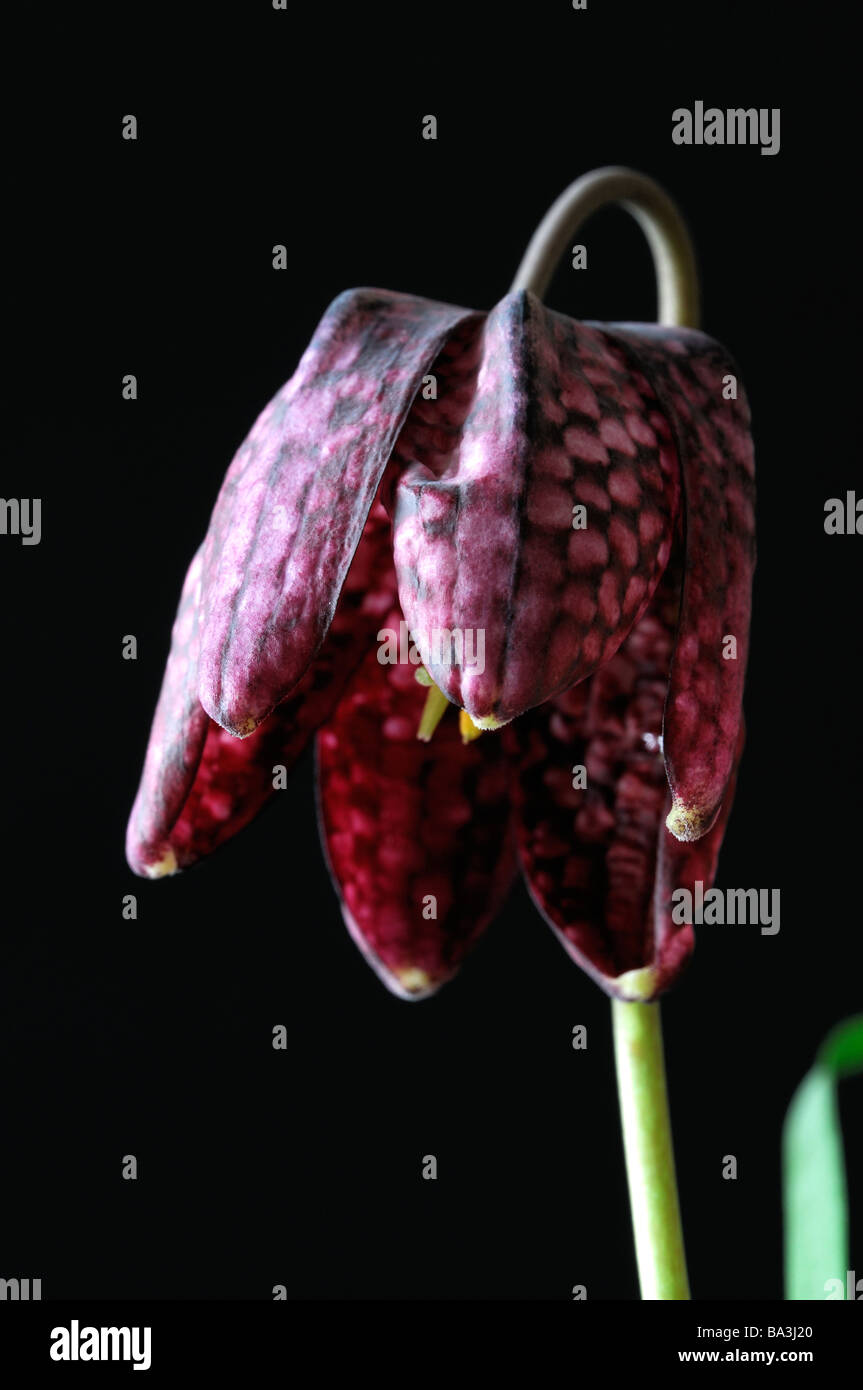 Chequered fritillary hi-res stock photography and images - Alamy