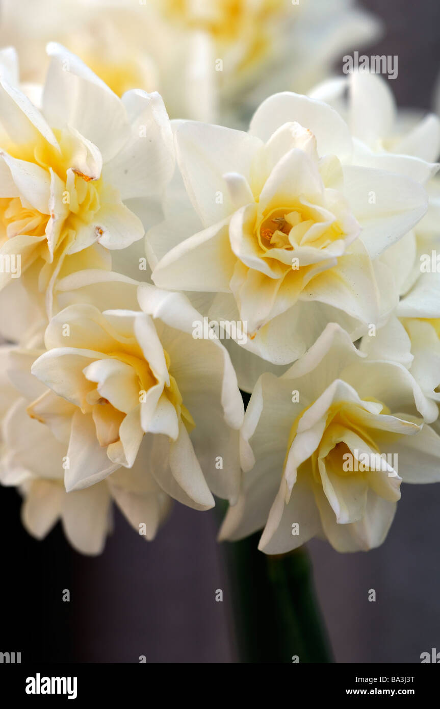 Narcissus 'Erlicheer' Division 4 Double Daffodil macro photo Close up ...