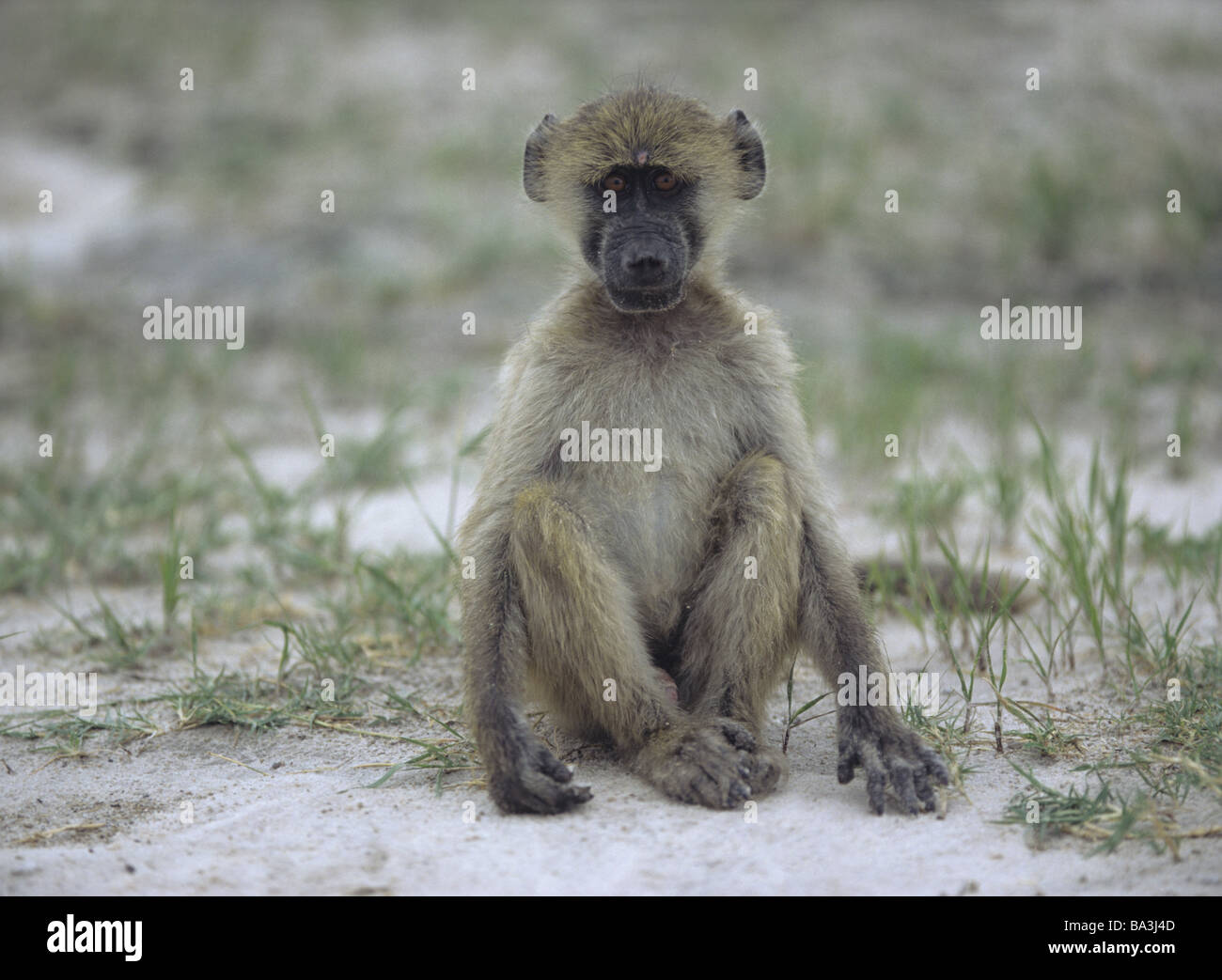 Babuin hi-res stock photography and images - Alamy