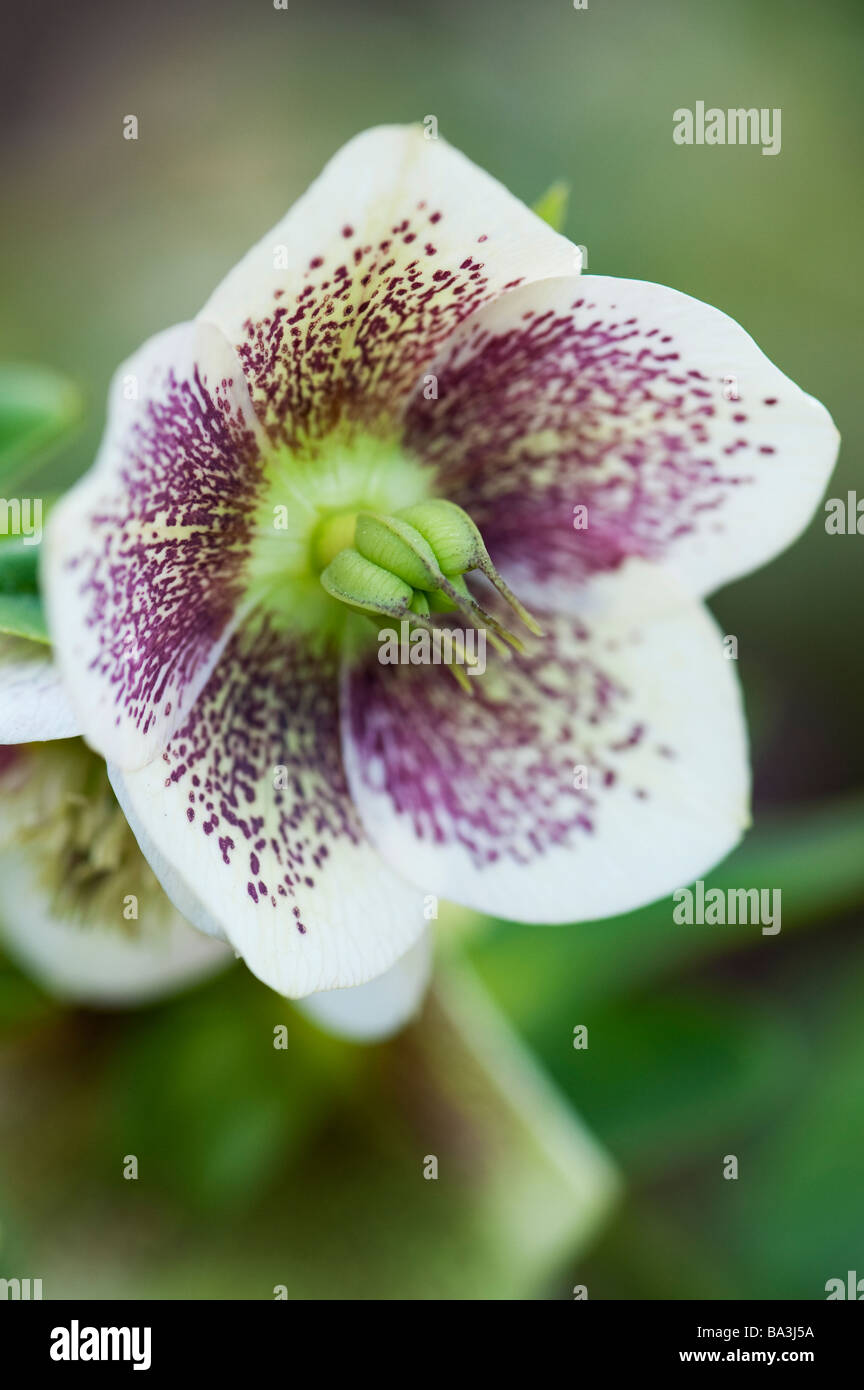 Helleborus hybridus. Hellebore. Lenten rose flower Stock Photo - Alamy