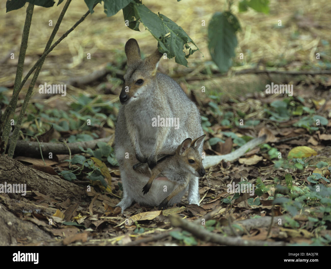 Pretty face wallaby hi-res stock photography and images - Alamy