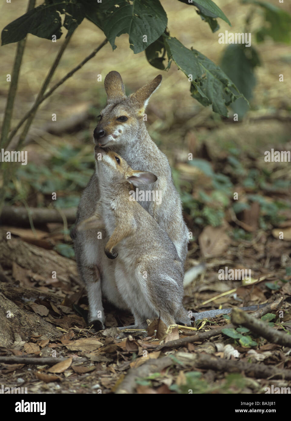 Pretty face wallaby hi-res stock photography and images - Alamy