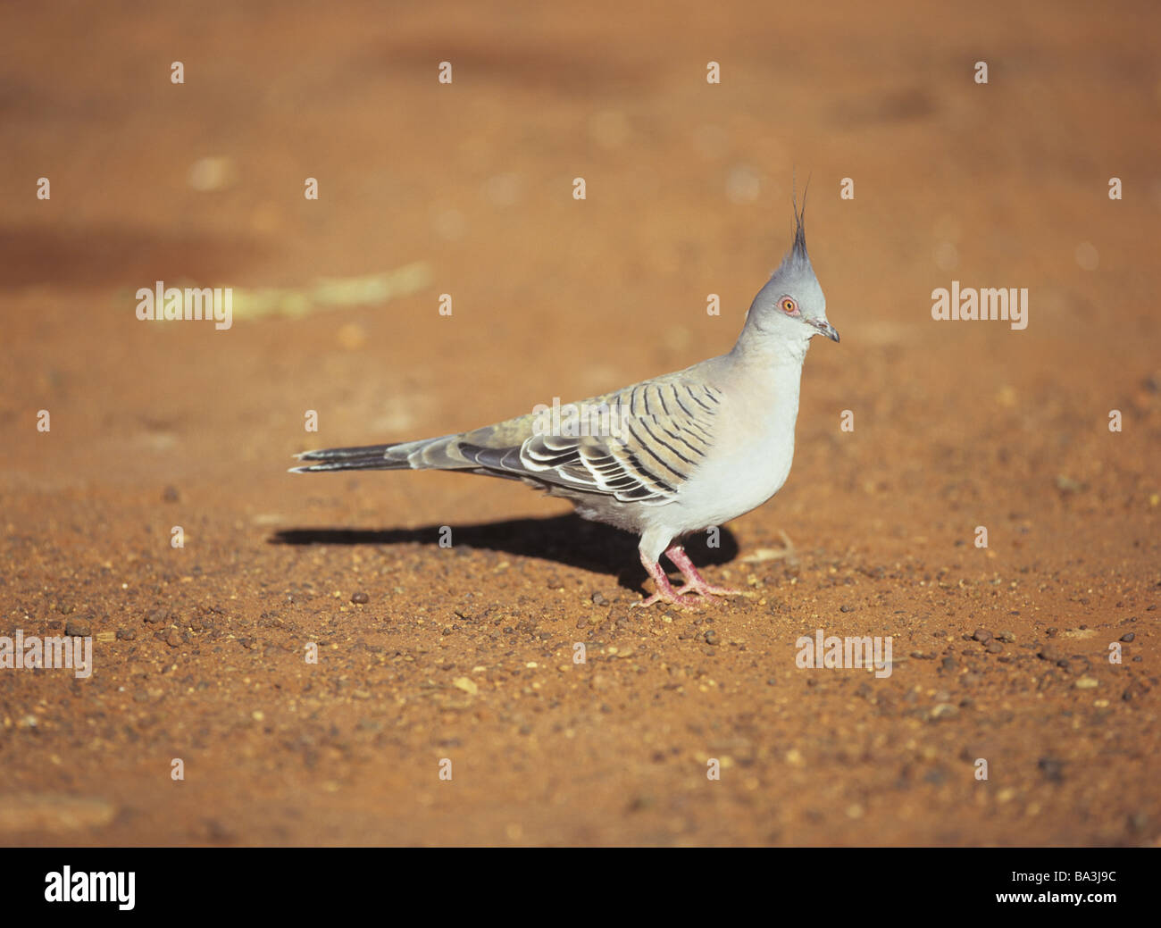 Deaf birds hi-res stock photography and images - Alamy