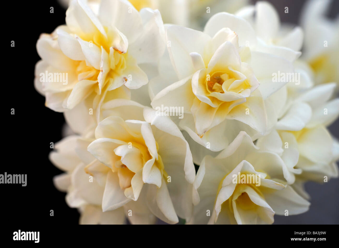 Narcissus erlicheer white blossom hi-res stock photography and images ...