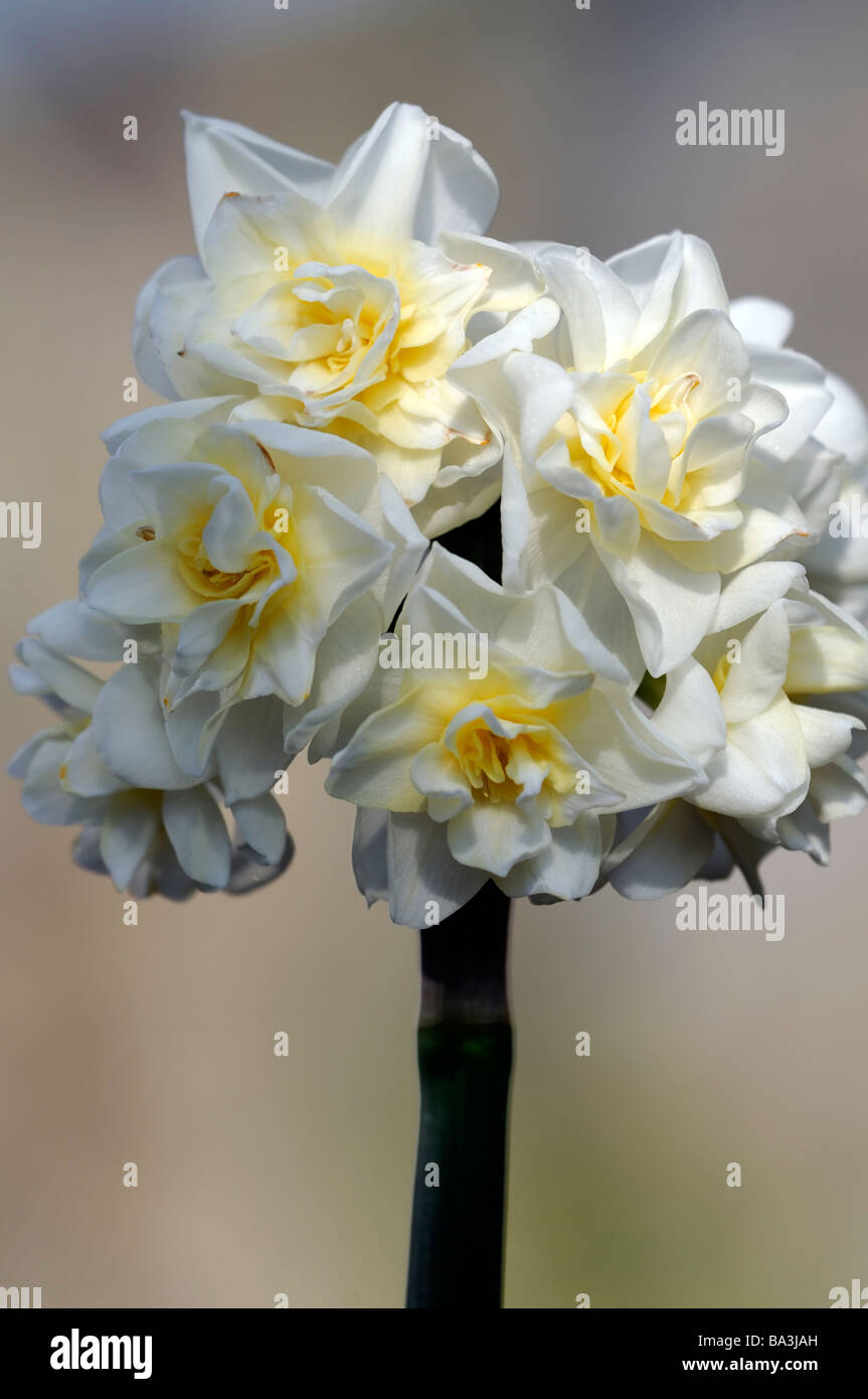 Narcissus 'Erlicheer' Division 4 Double Daffodil macro photo Close up ...