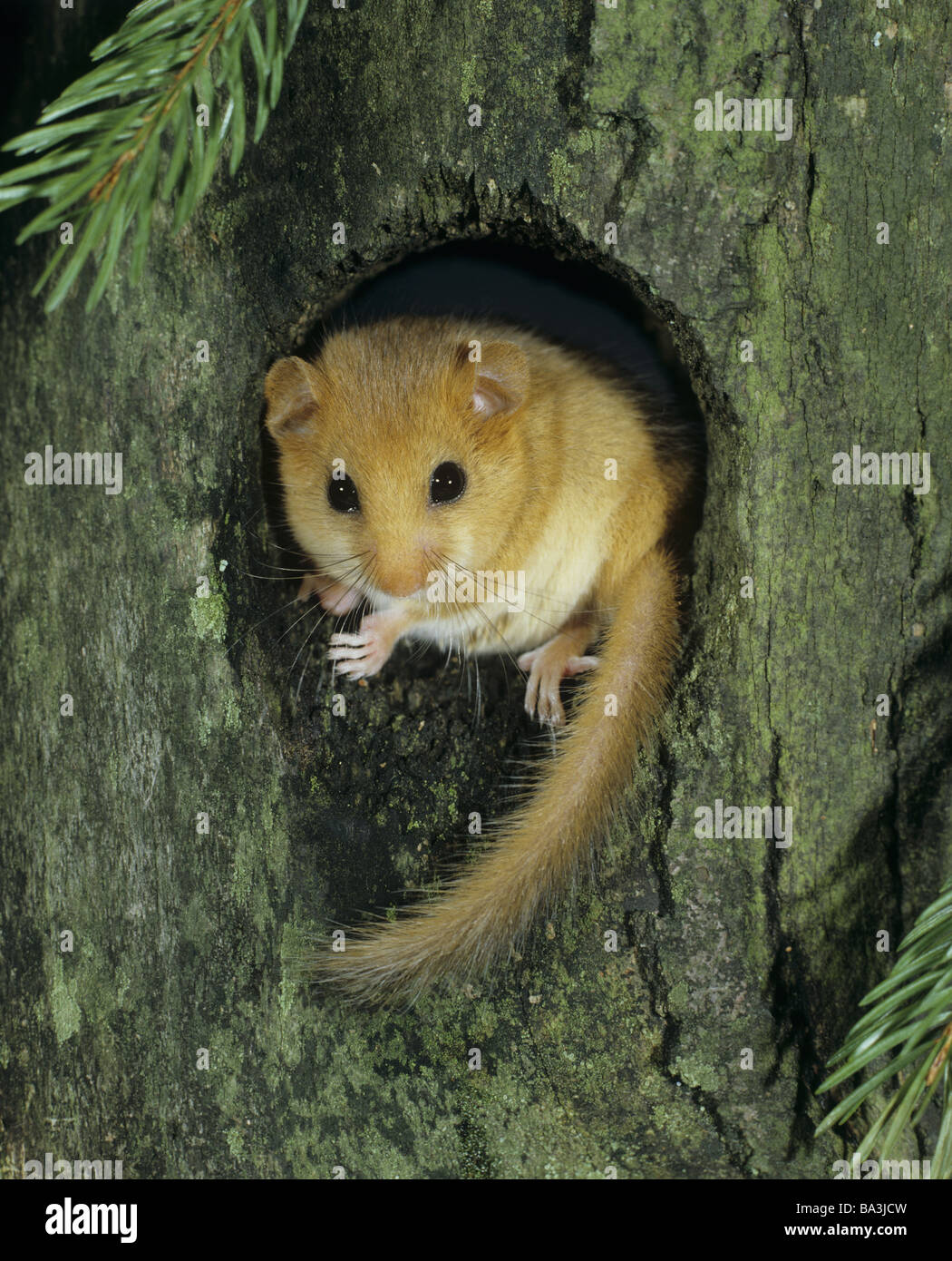 Mice cave hi-res stock photography and images - Alamy