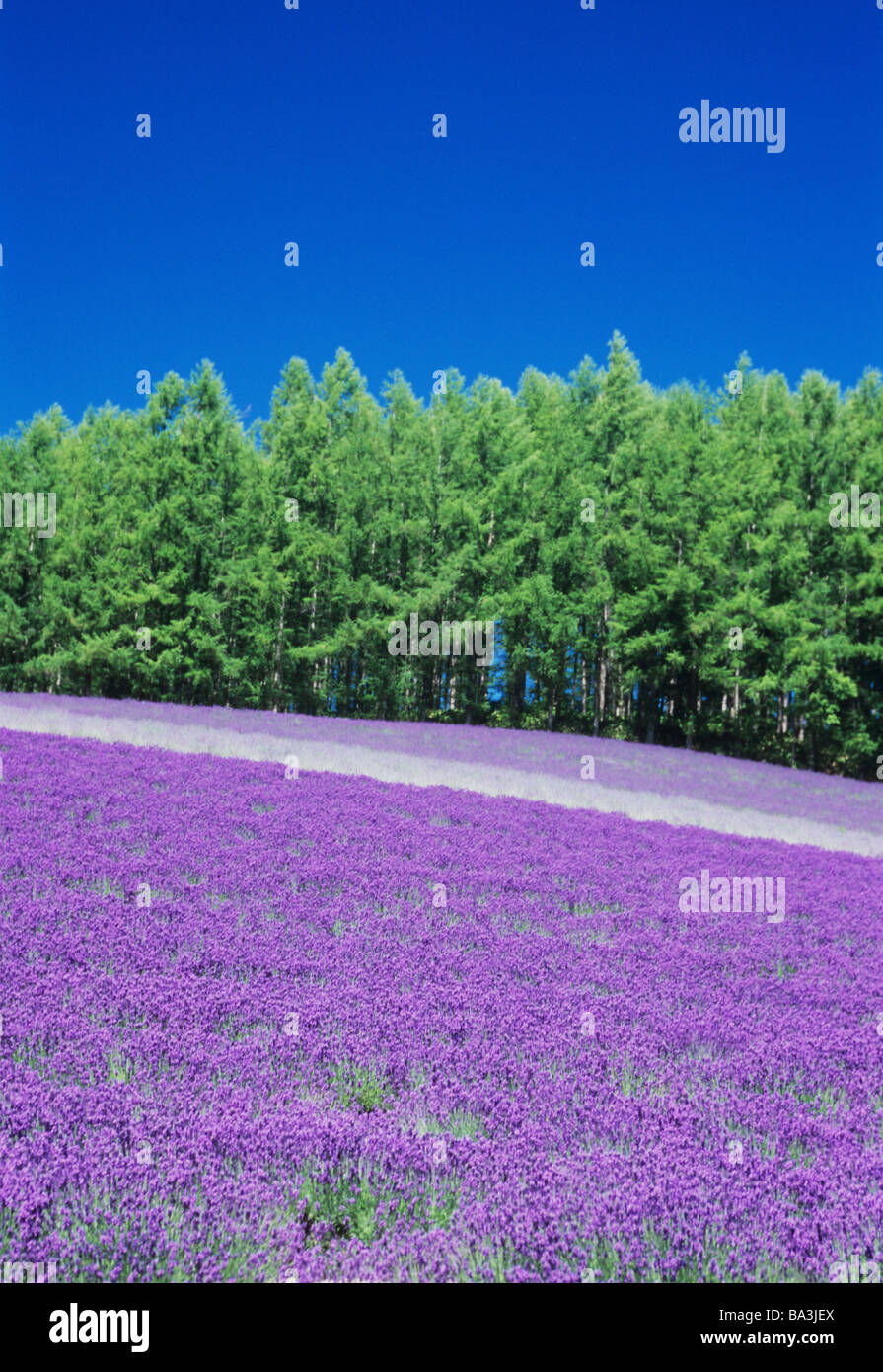 Lavender Flower Garden Nakafurano, Hokkaido, Japan Stock Photo - Alamy