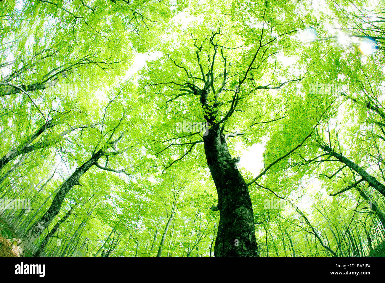 Sunbeams Shining Through Branches of Trees Stock Photo - Alamy