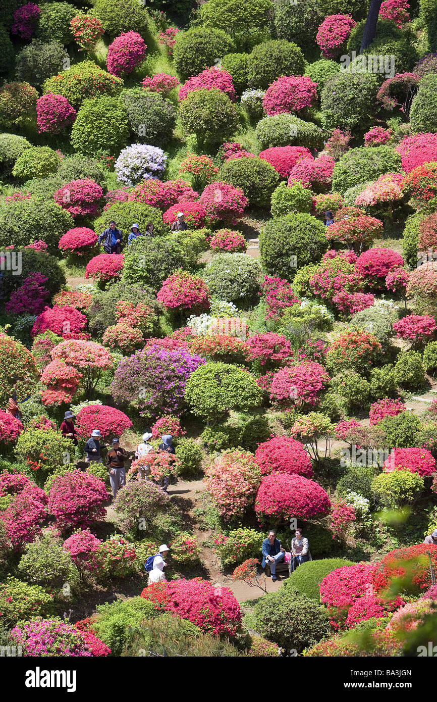 Japan Ome Azaleas festival park azaleas tourists overview series Asia ...