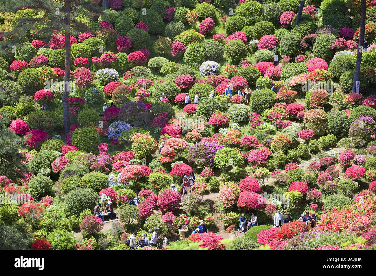 Japan Ome Azaleas festival park azaleas tourists overview series Asia ...