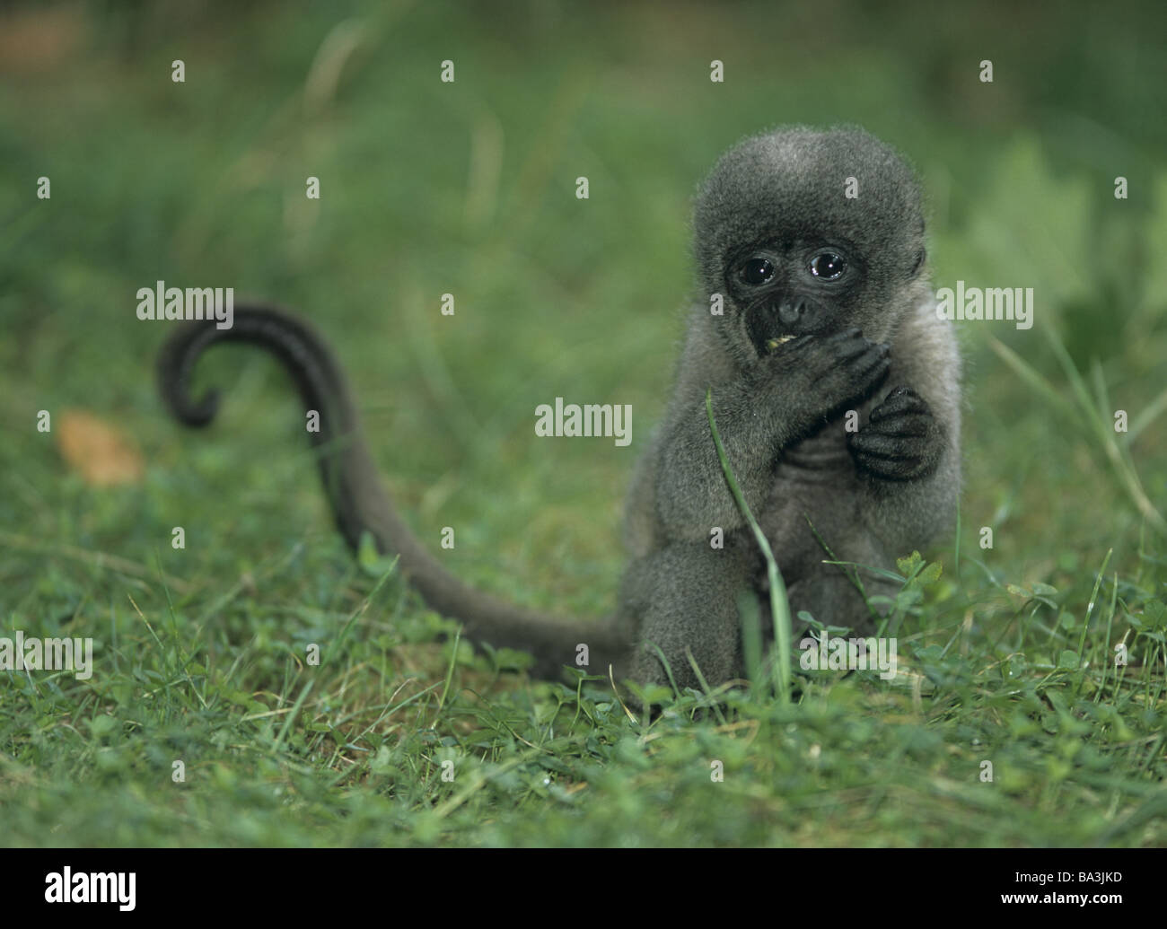Wolly monkey hi-res stock photography and images - Alamy