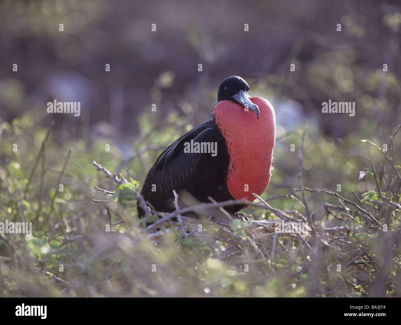 Kehlsack hi-res stock photography and images - Alamy