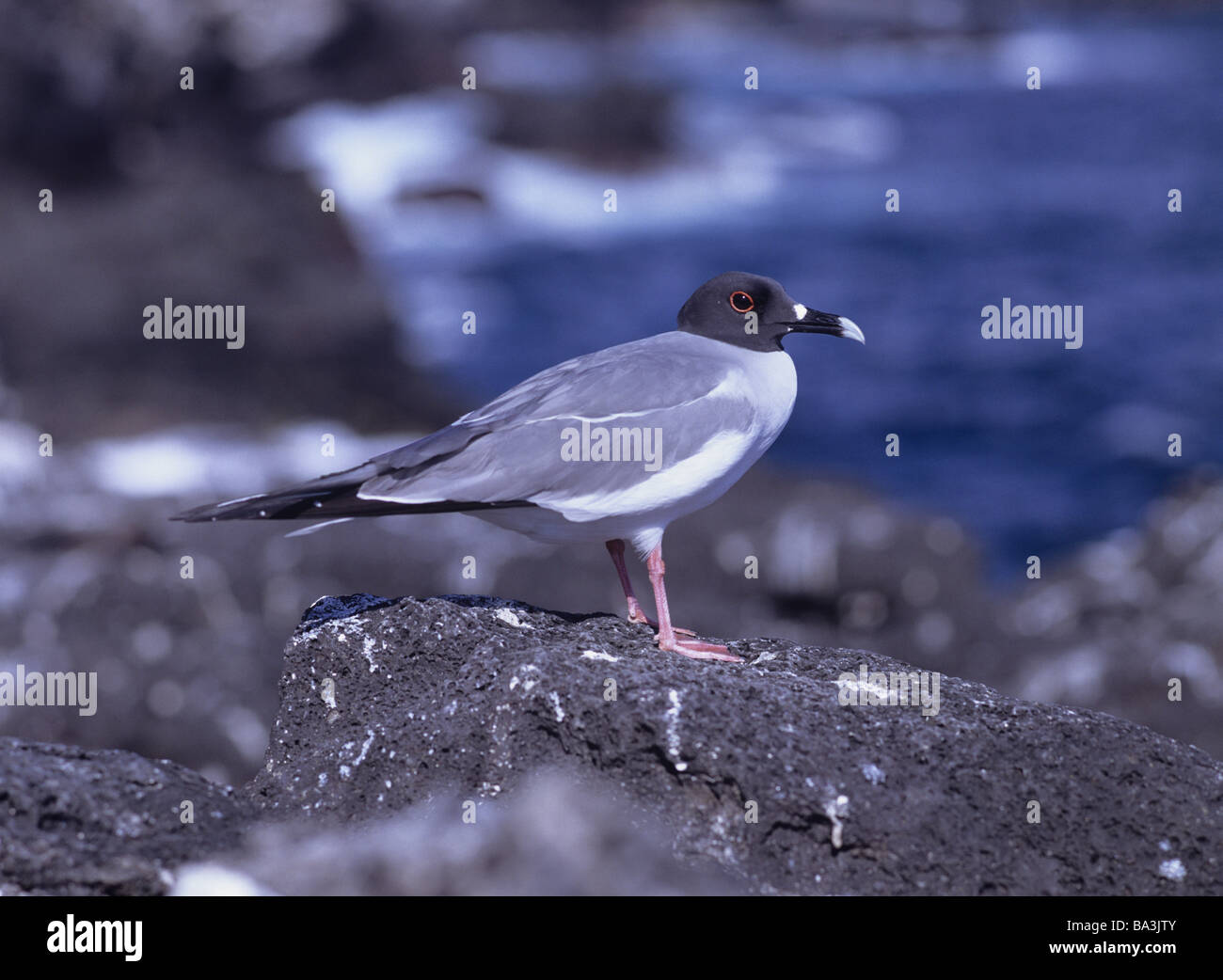 Fork tailed gulls hi-res stock photography and images - Alamy