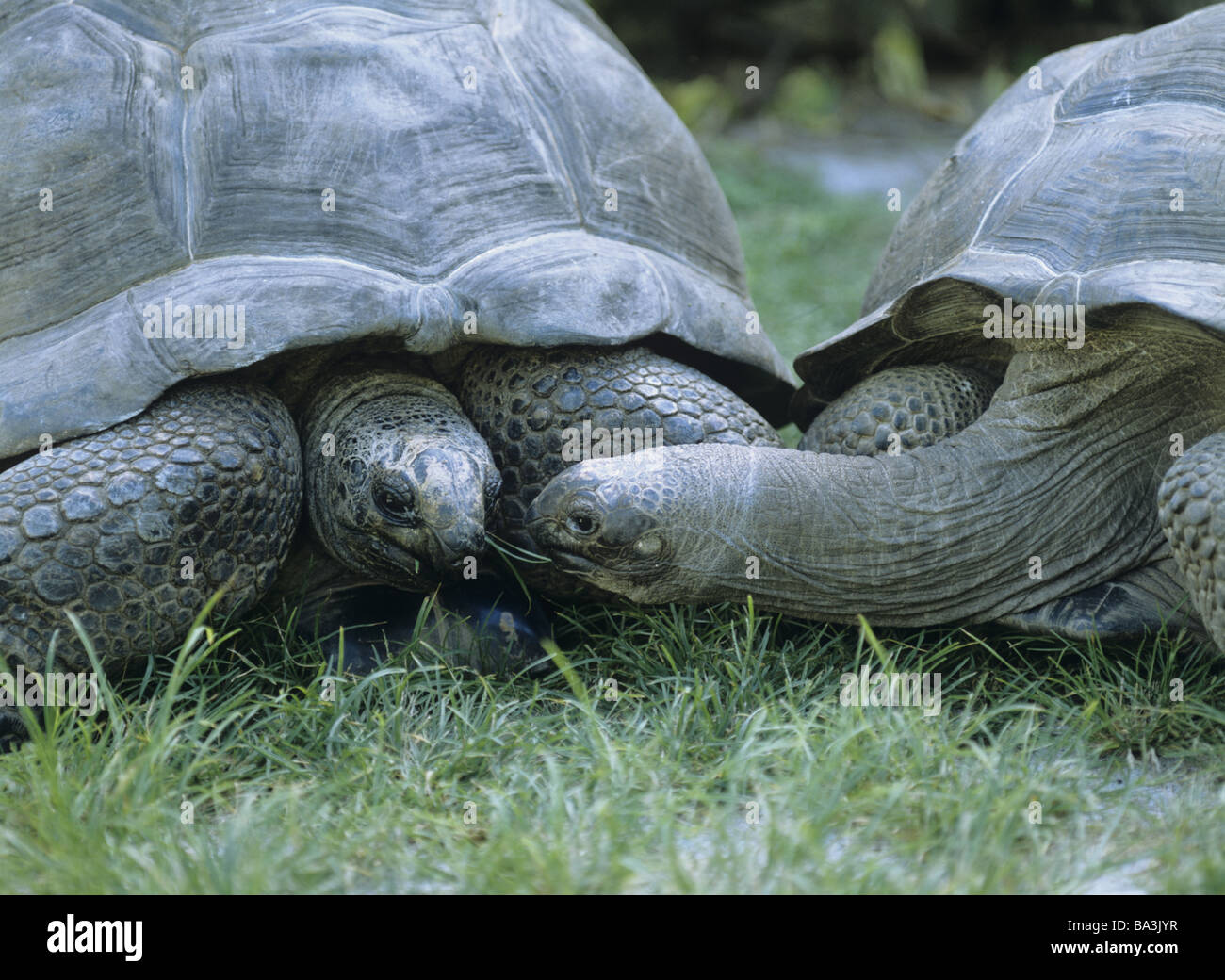 Turtle meeting hi-res stock photography and images - Alamy
