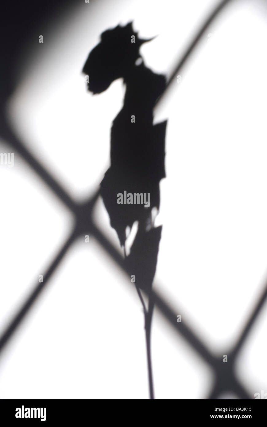 dry red rose shadow with a light window reflection Stock Photo - Alamy