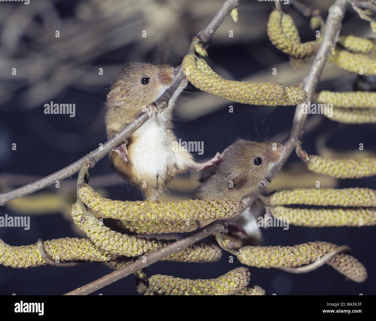 Hazel mouse hi-res stock photography and images - Alamy