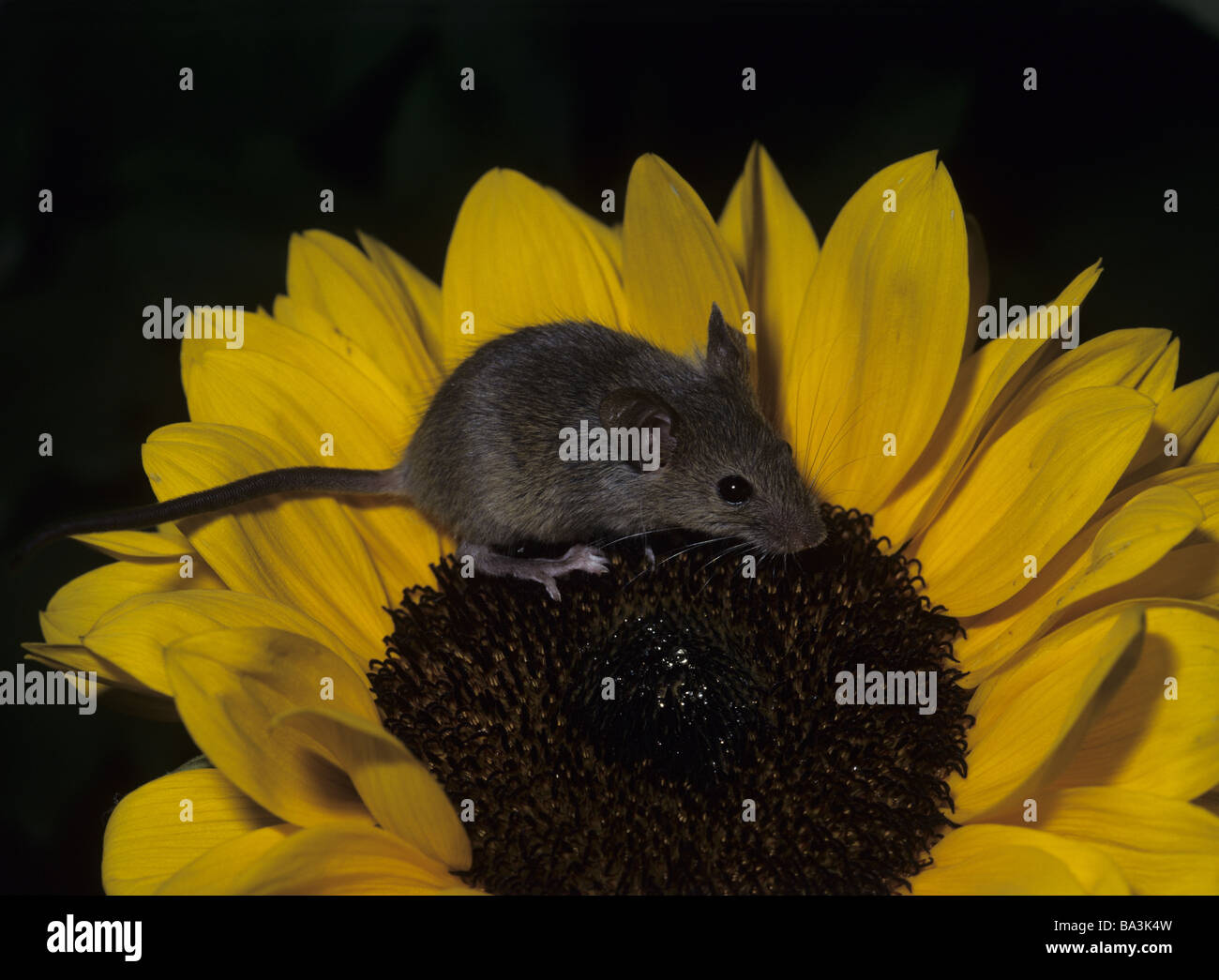 Fieldmouse flower hi-res stock photography and images - Alamy