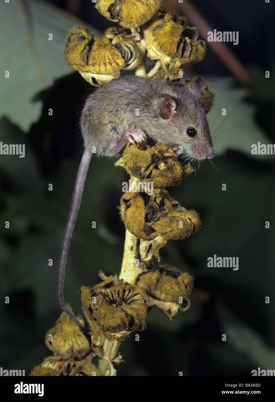 Apodemus hi-res stock photography and images - Alamy
