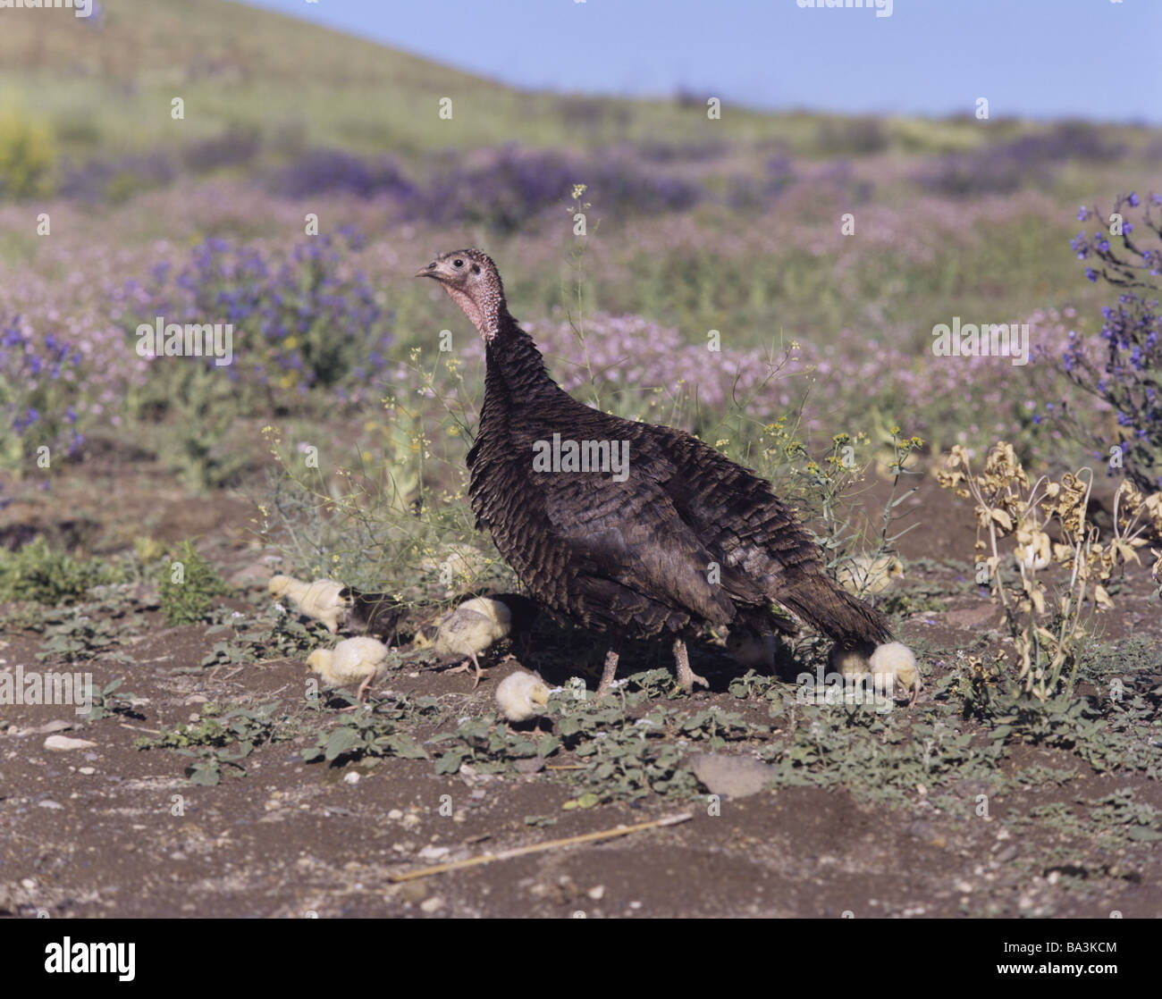 Truthühner hi-res stock photography and images - Alamy