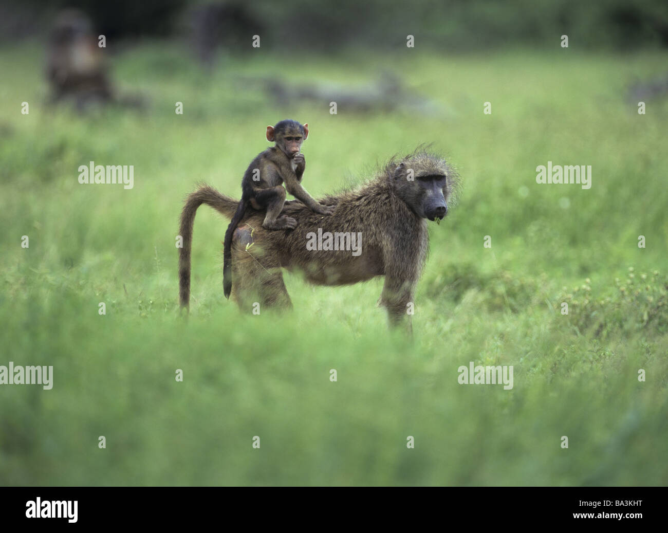 Bear baboons hi-res stock photography and images - Alamy