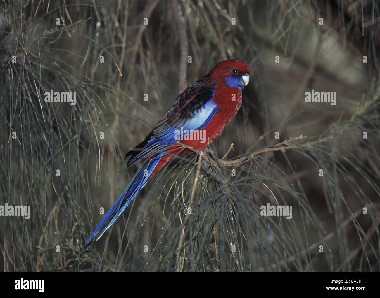 Pennant rosella hi-res stock photography and images - Alamy