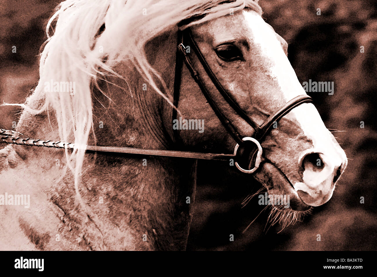 A spirited Belgian cross mare tosses her head in the wind Stock Photo ...
