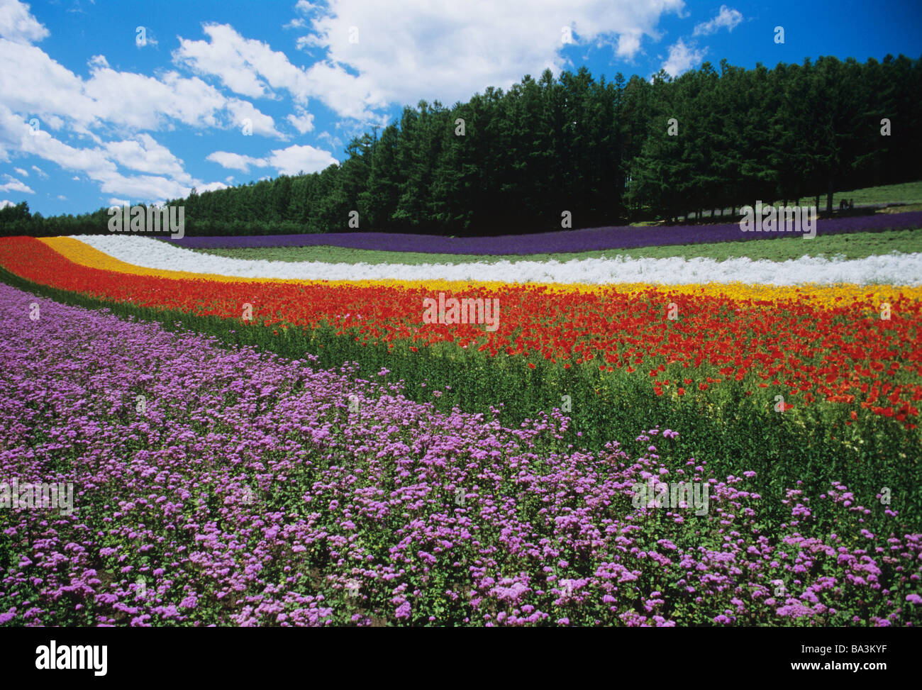 Farm tomita hi-res stock photography and images - Alamy