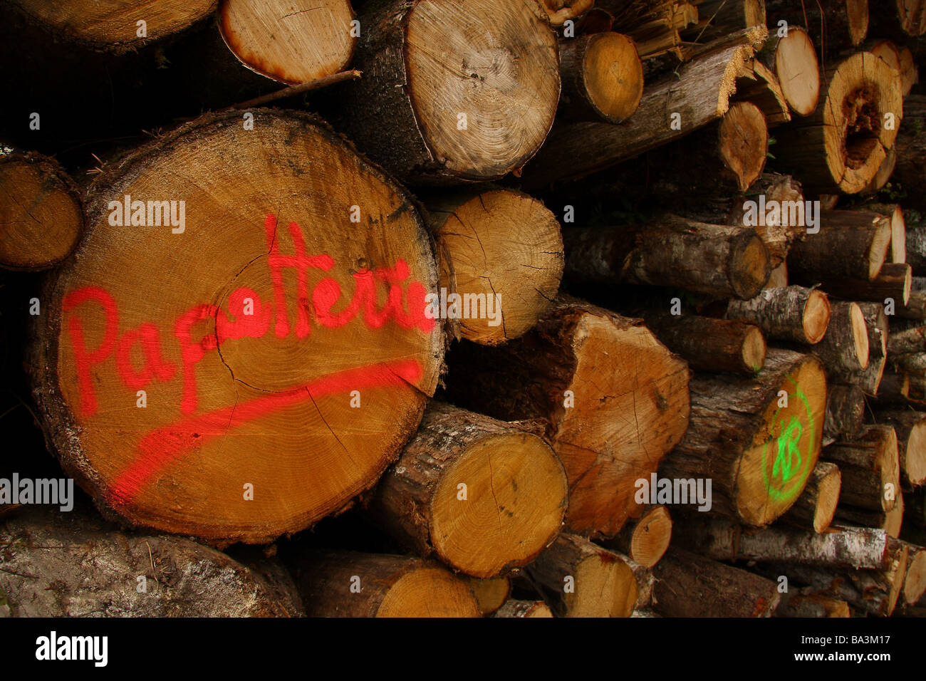 A pile of cut logs marked with fluorescent paint and destined for a ...