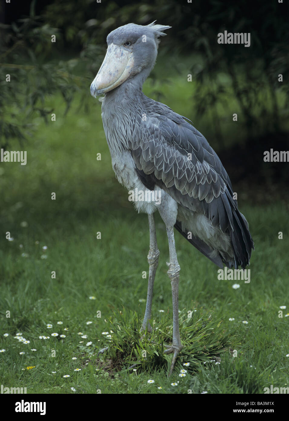 Schuh schnabel hi-res stock photography and images - Alamy