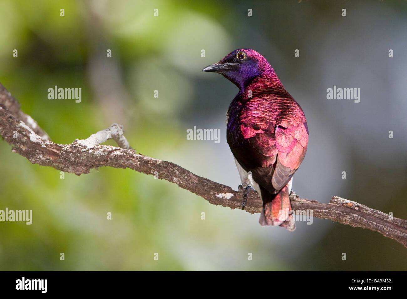 Violet Backed Starling High Resolution Stock Photography and Images - Alamy