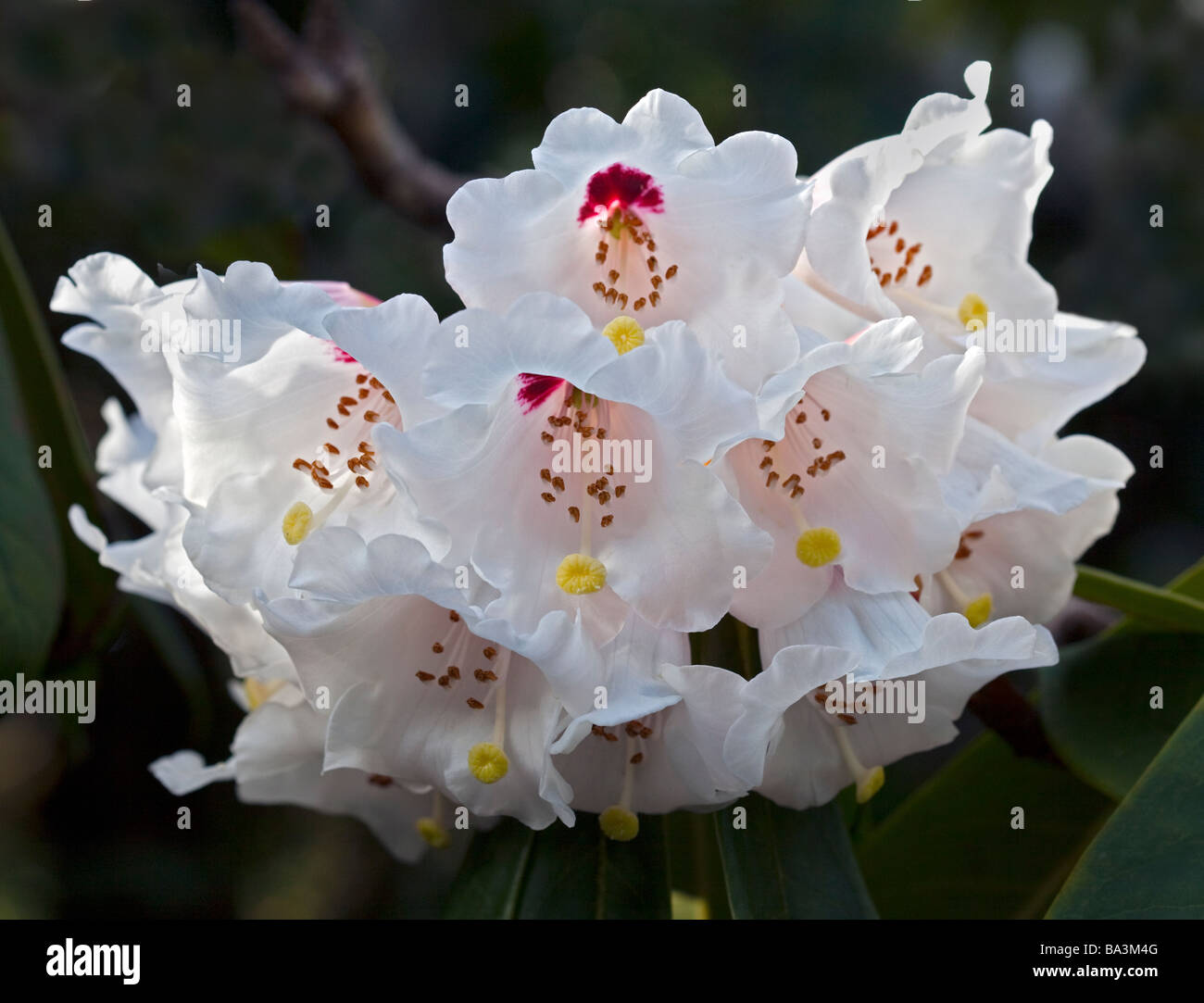 Rhododendron Calophytum White Stock Photo - Alamy