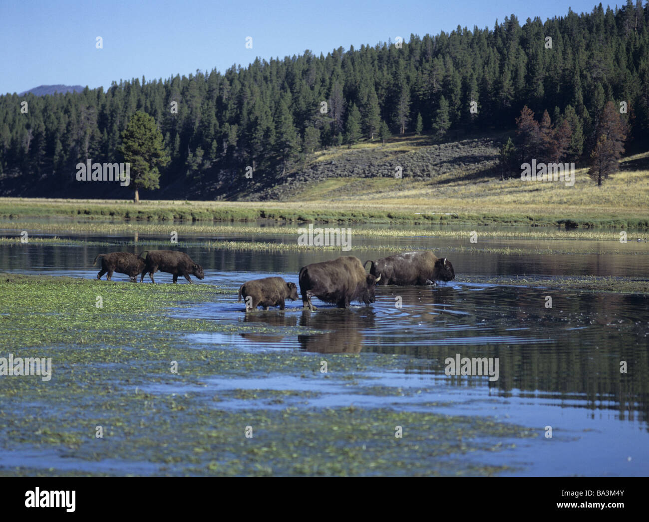 Water bison hi-res stock photography and images - Alamy