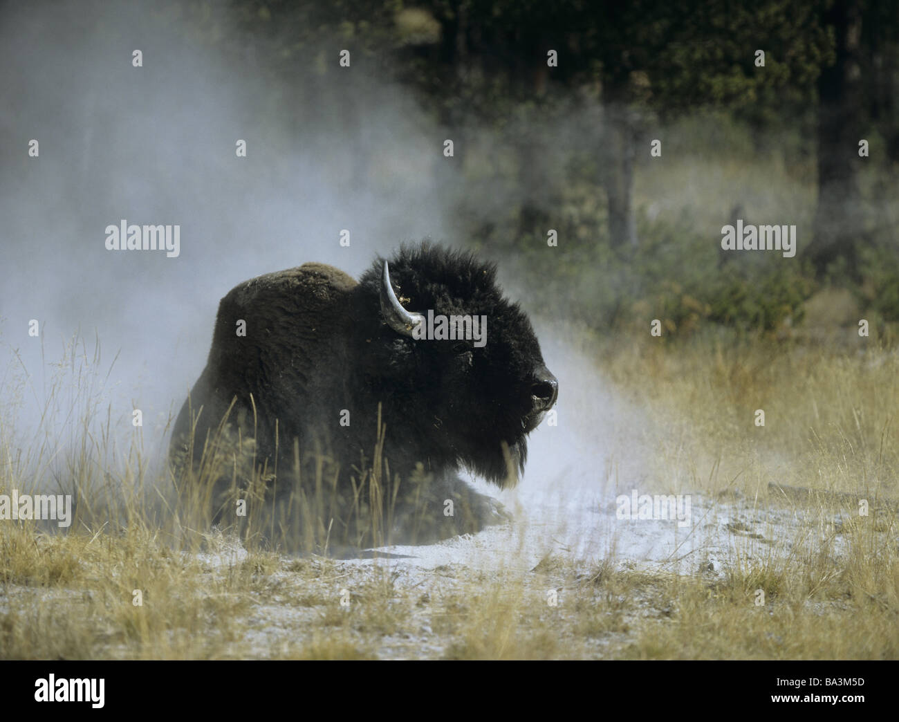Wallowing bison hi-res stock photography and images - Alamy