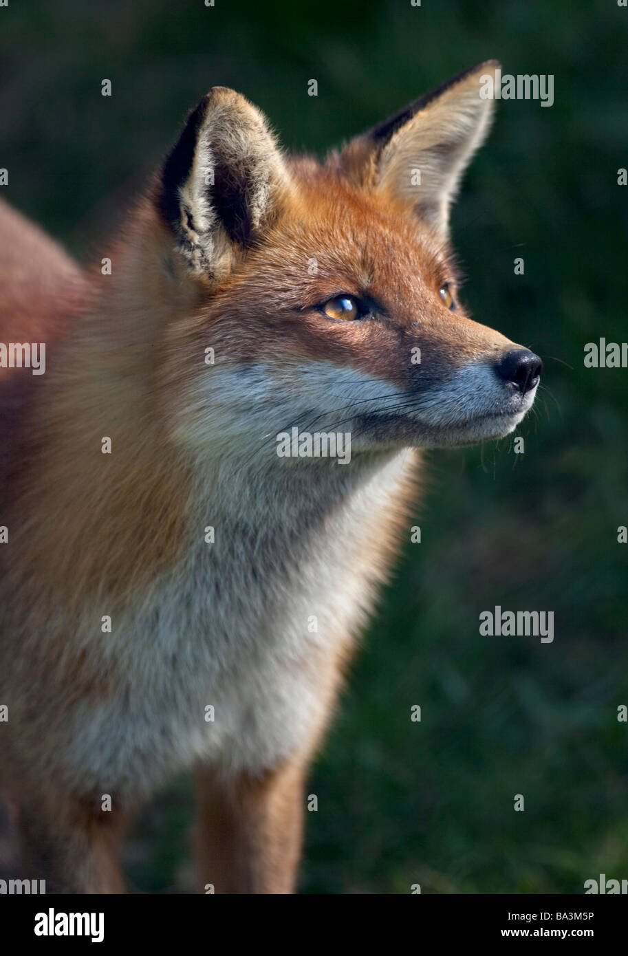 European Red Fox (vulpes vulpes Stock Photo - Alamy