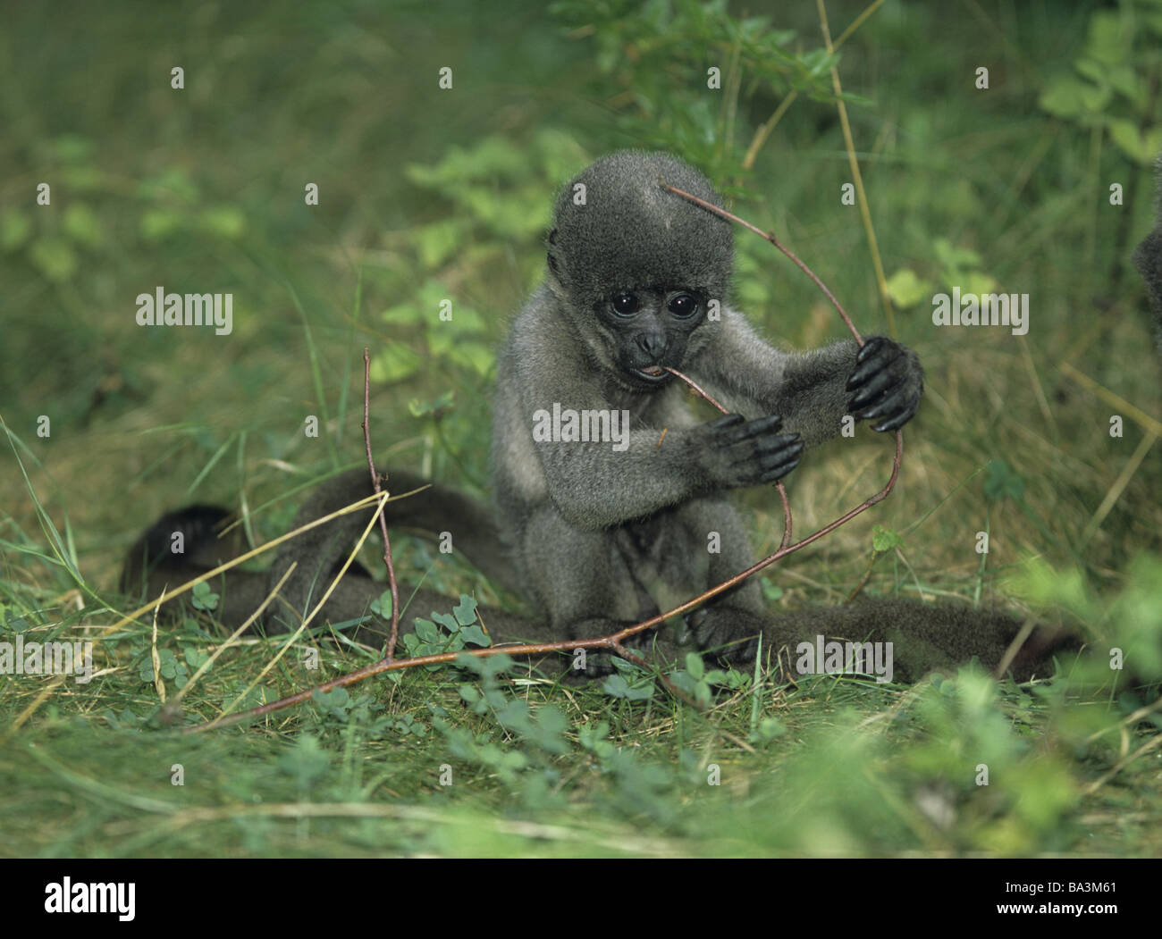Wolly monkey hi-res stock photography and images - Alamy