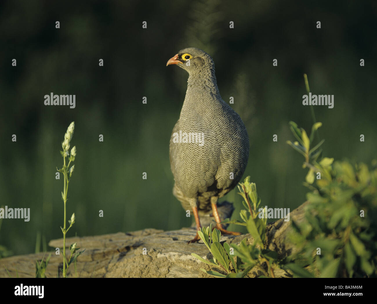Frankoline hi-res stock photography and images - Alamy