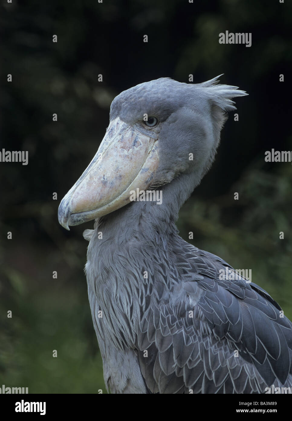 Schuh schnabel hi-res stock photography and images - Alamy