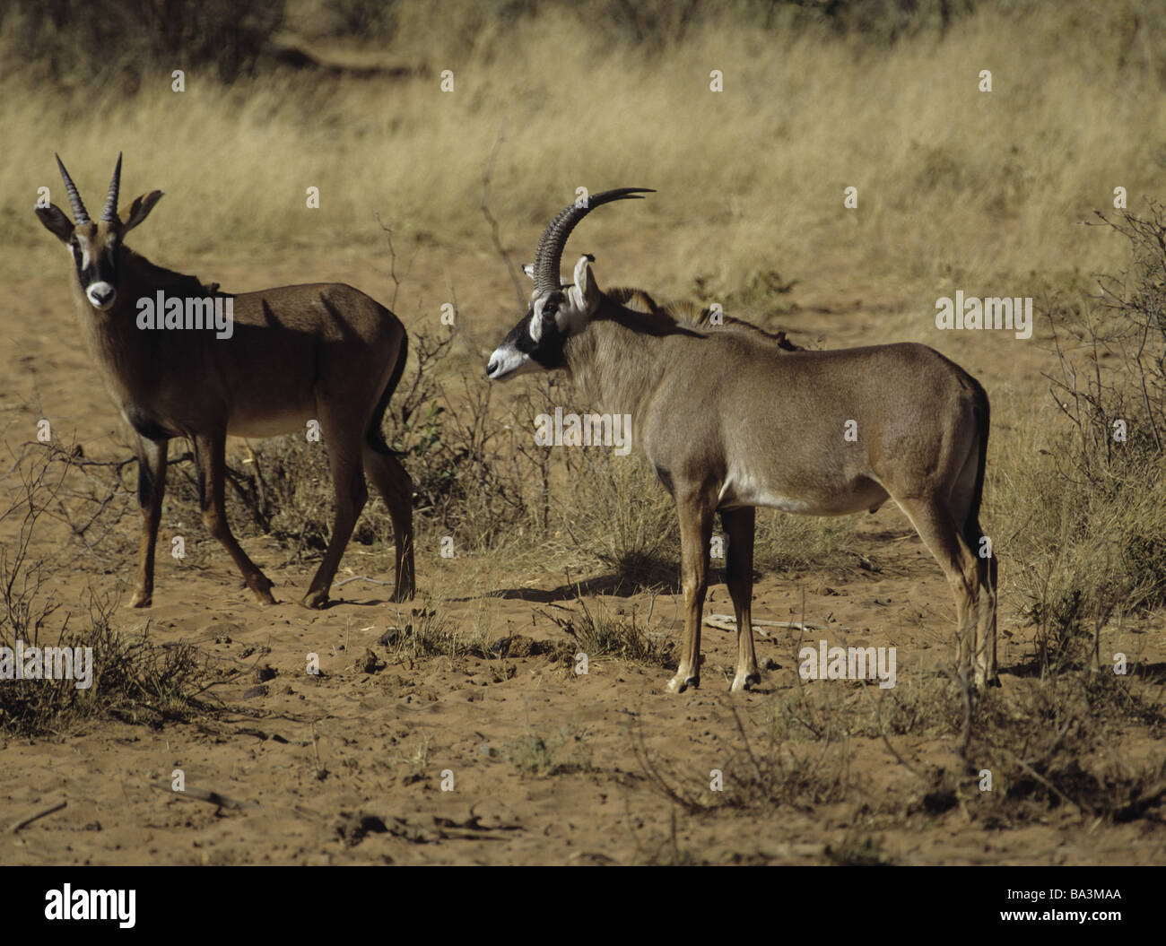 Roan antelope hippotragus equinus male hi-res stock photography and ...