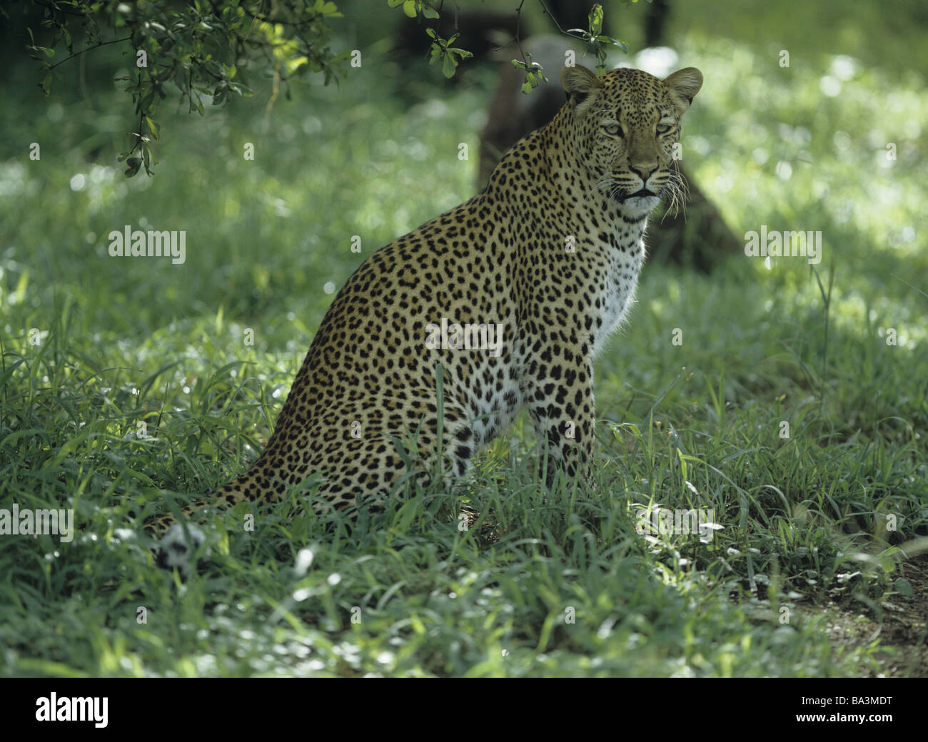 Leopards in wild hi-res stock photography and images - Alamy