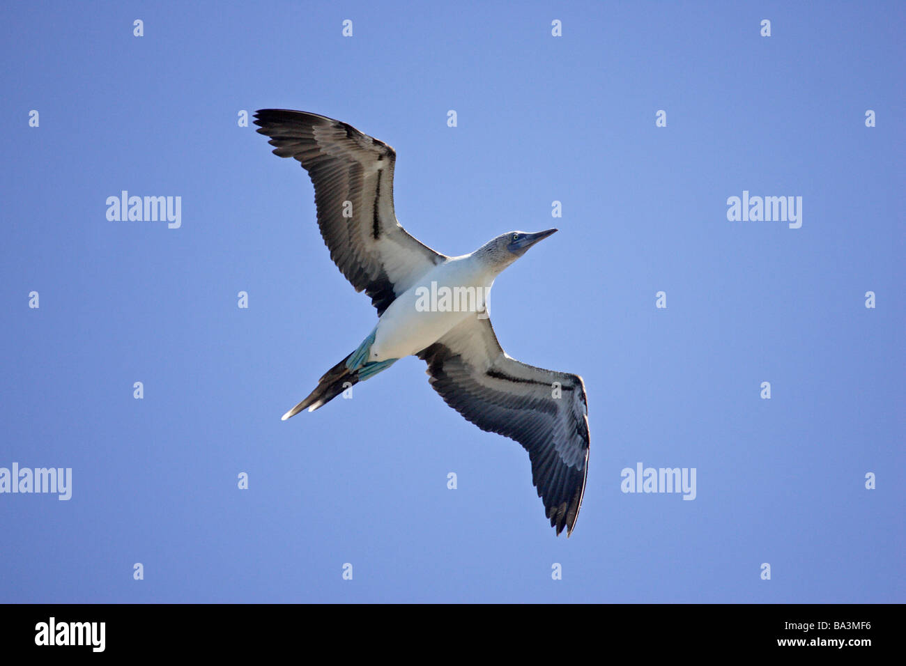 Blue-footed Booby in flight Stock Photo - Alamy