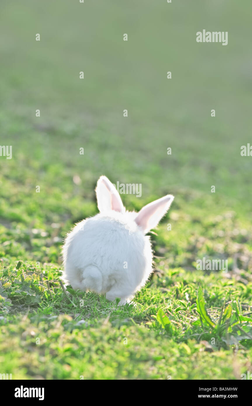 Rabbit pets hi-res stock photography and images - Alamy