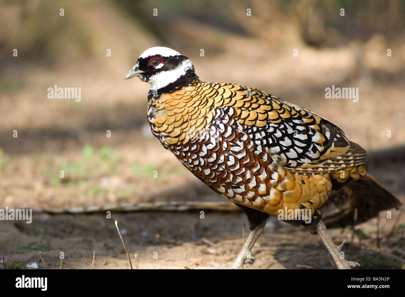 Reeve's Pheasant in a woodland glade Stock Photo - Alamy